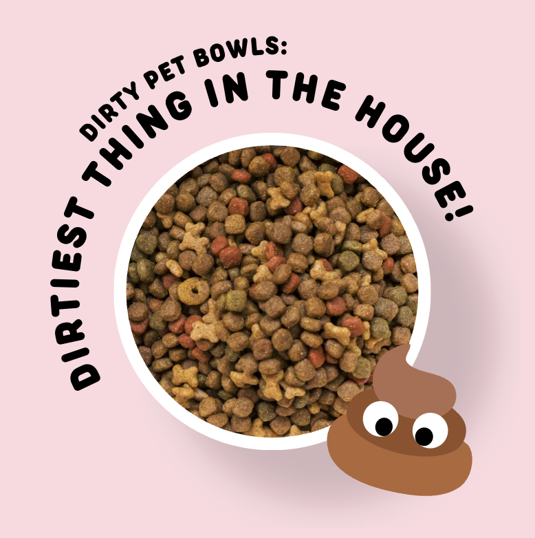 Dirty Pet Bowls: Hidden Germs & Safe Alternatives | Zoopeez