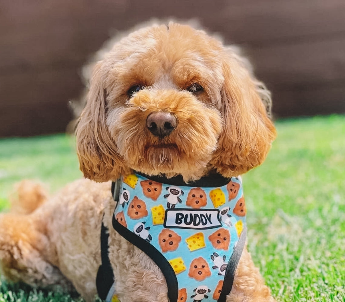 Dog and Cat Bundles | SAVE AND BUNDLE – Zoopeez