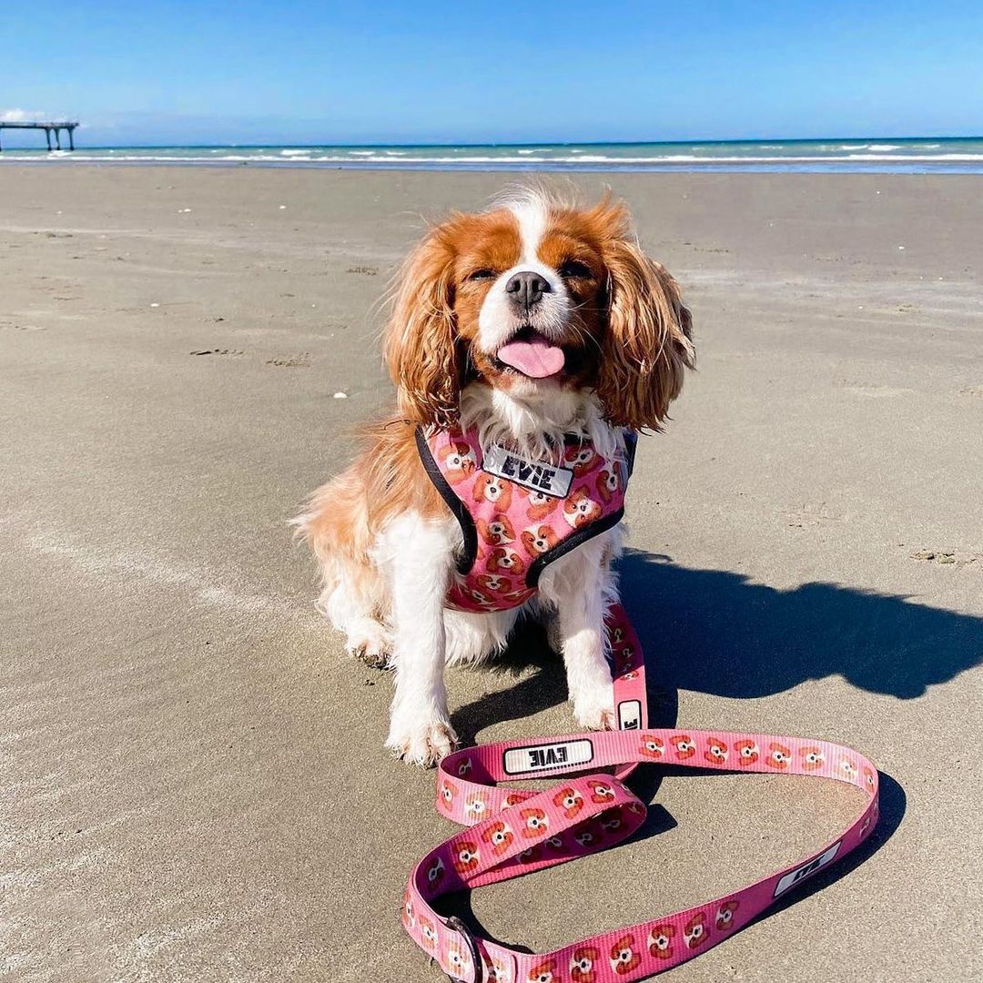 Personalised Dog Leads | Custom Dog Leashes – Zoopeez