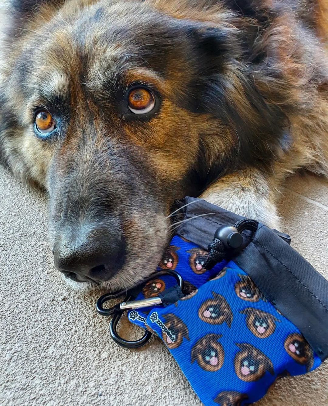 Dog Poop Bags | Cute Poop Bag Holders – Zoopeez